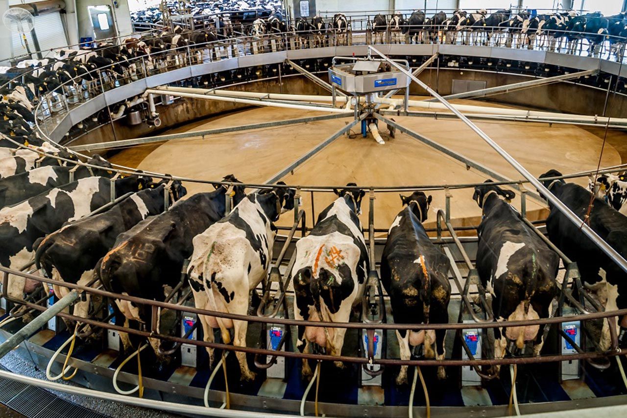 Den Dulk Dairy Farms | Food processing electrical | Feyen Zylstra